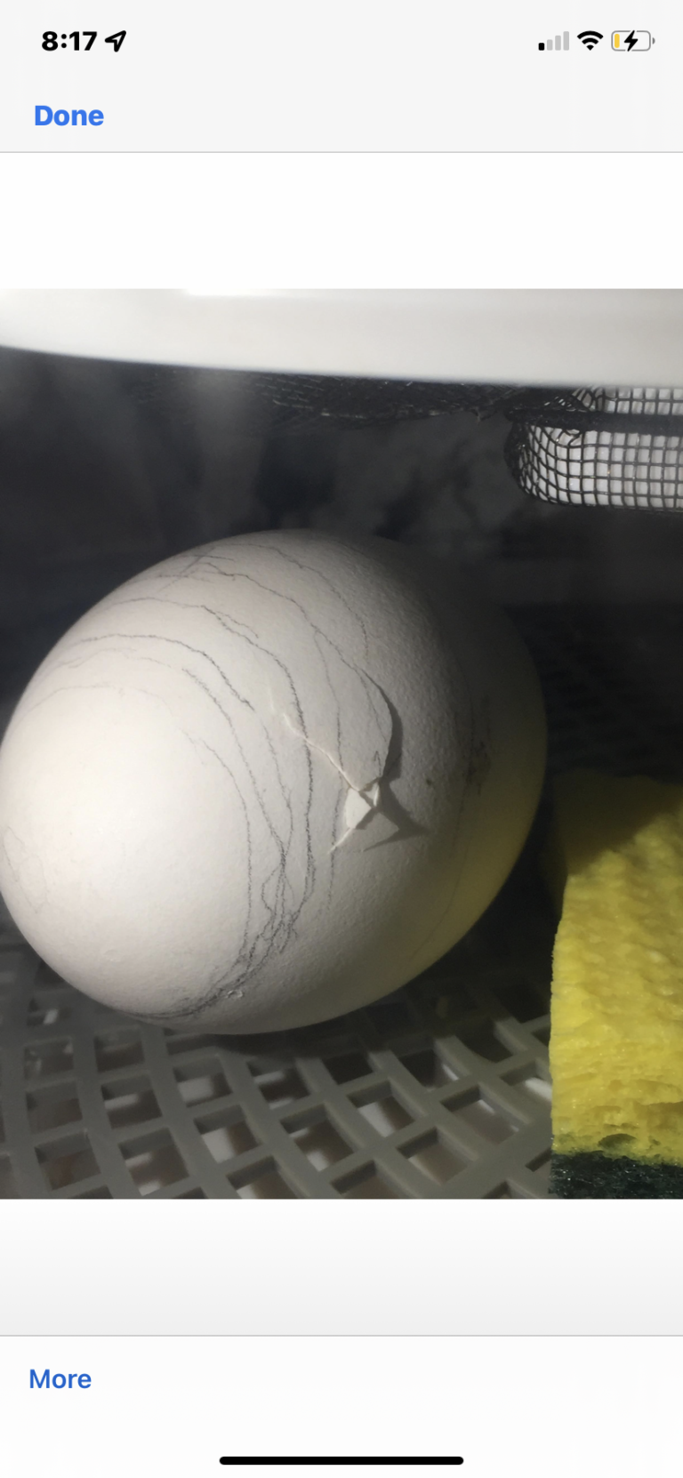 Goose Incubation Guide - Backyard Poultry